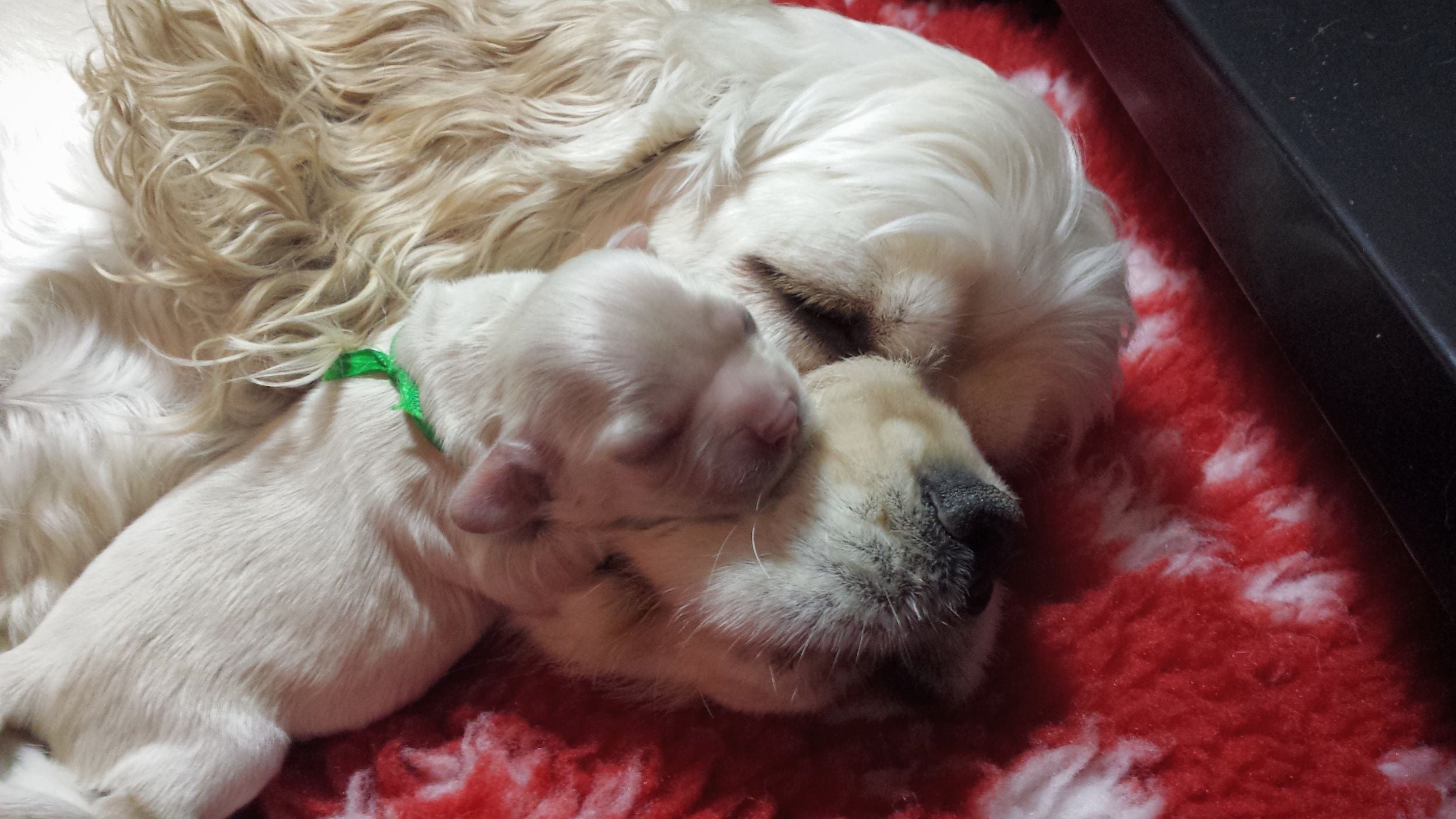 Recognizing Signs of Stage 1 Labor in Dogs – Bellylabs Inc
