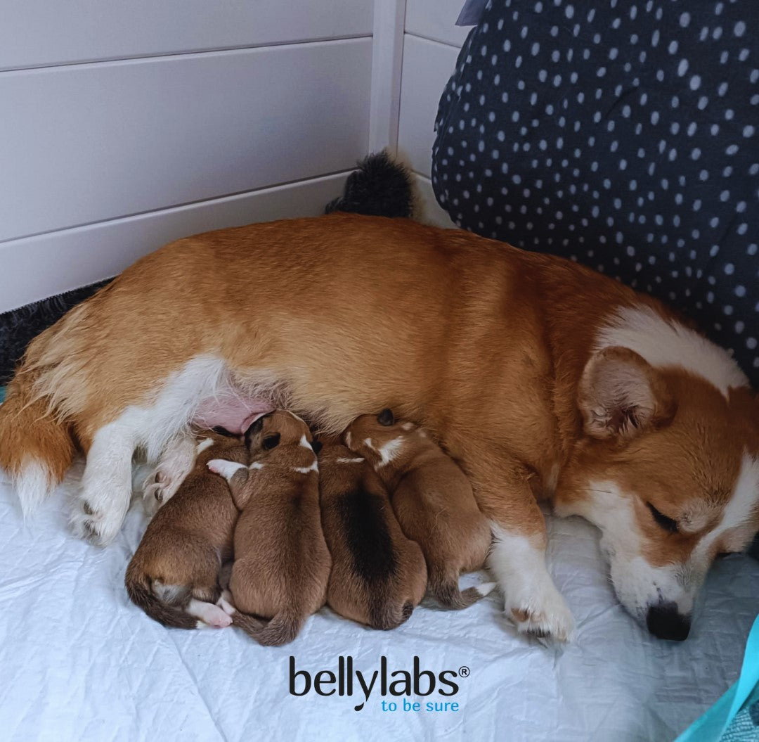 Dogs Pregnancy Symptoms – Bellylabs Inc